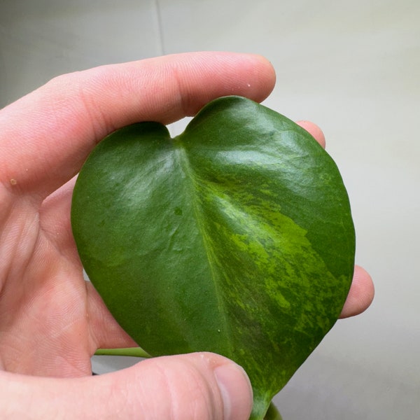 Monstera Deliciosa - Etsy