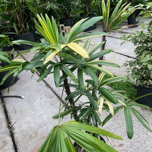Variegated Rhapis Humilis Lady Palm US Seller (LARGE) - Etsy
