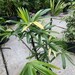 Variegated Rhapis Humilis Lady Palm US Seller LARGE - Etsy