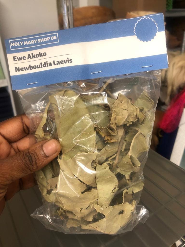 Hup Plum Leaf/ewe Akoko/newboudia Laevis/tree of Life - Etsy