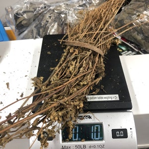 E Ewe Rerinkomi/ Ewe Imi Esu/ White Weed/ Goat Weed/ Ageratum ...