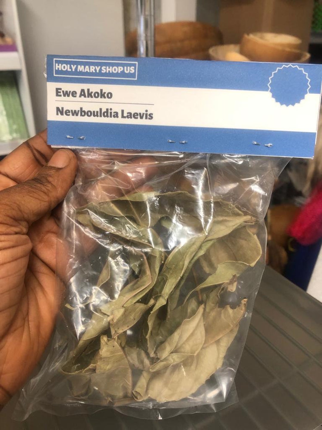 Hup Plum Leaf/ewe Akoko/newboudia Laevis/tree of Life - Etsy