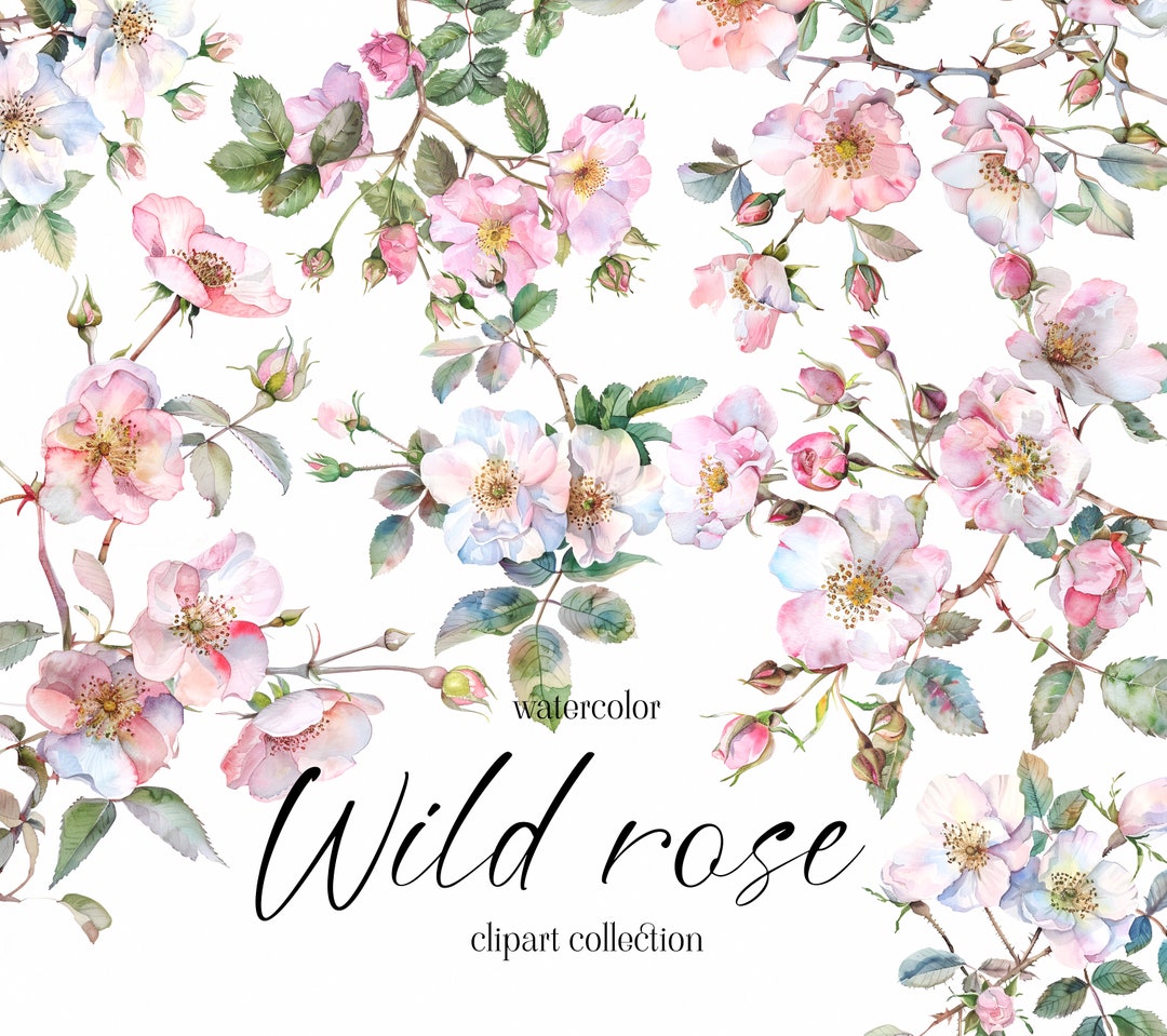 Watercolor Wild Roses Clipart - Watercolor Floral Clipart - Wild Roses ...