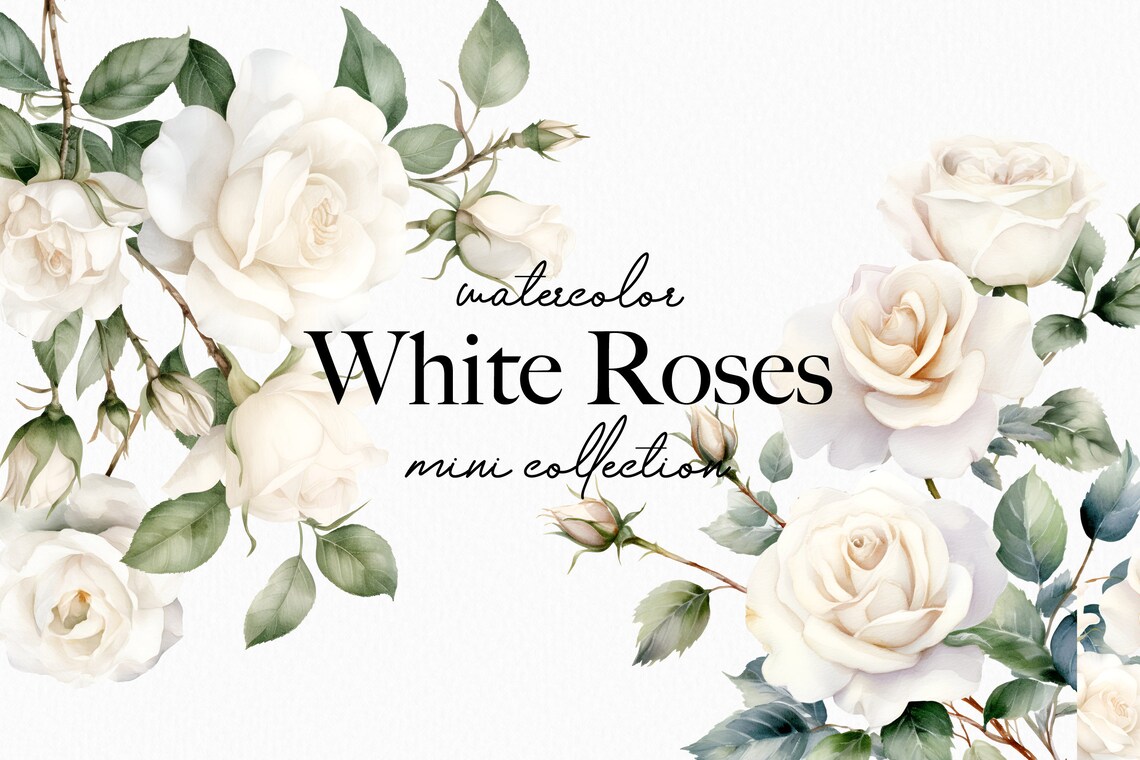Watercolor White Roses Clipart Watercolor Floral Clipart White Rose ...