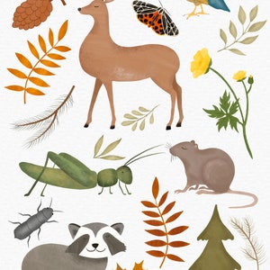 Forest Animal Clipart - Woodland Animals Clipart - Adorable Woodland ...