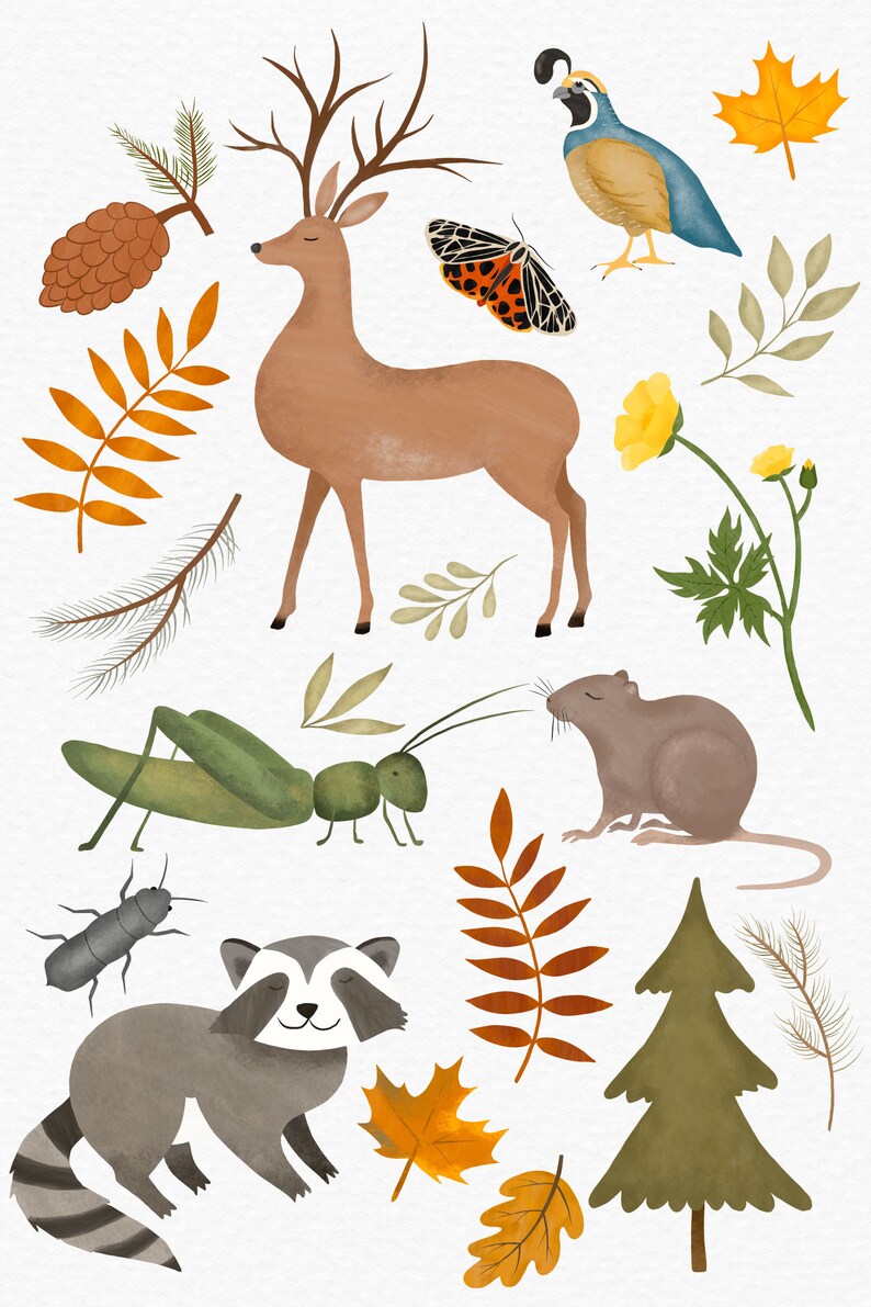 Forest Animal Clipart - Woodland Animals Clipart - Adorable Woodland ...