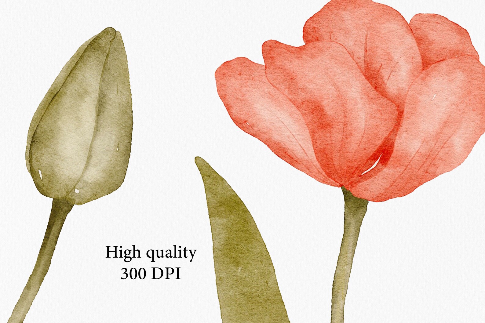 Watercolor Tulips Clipart, Tulips Clipart, Spring Clipart, Spring ...