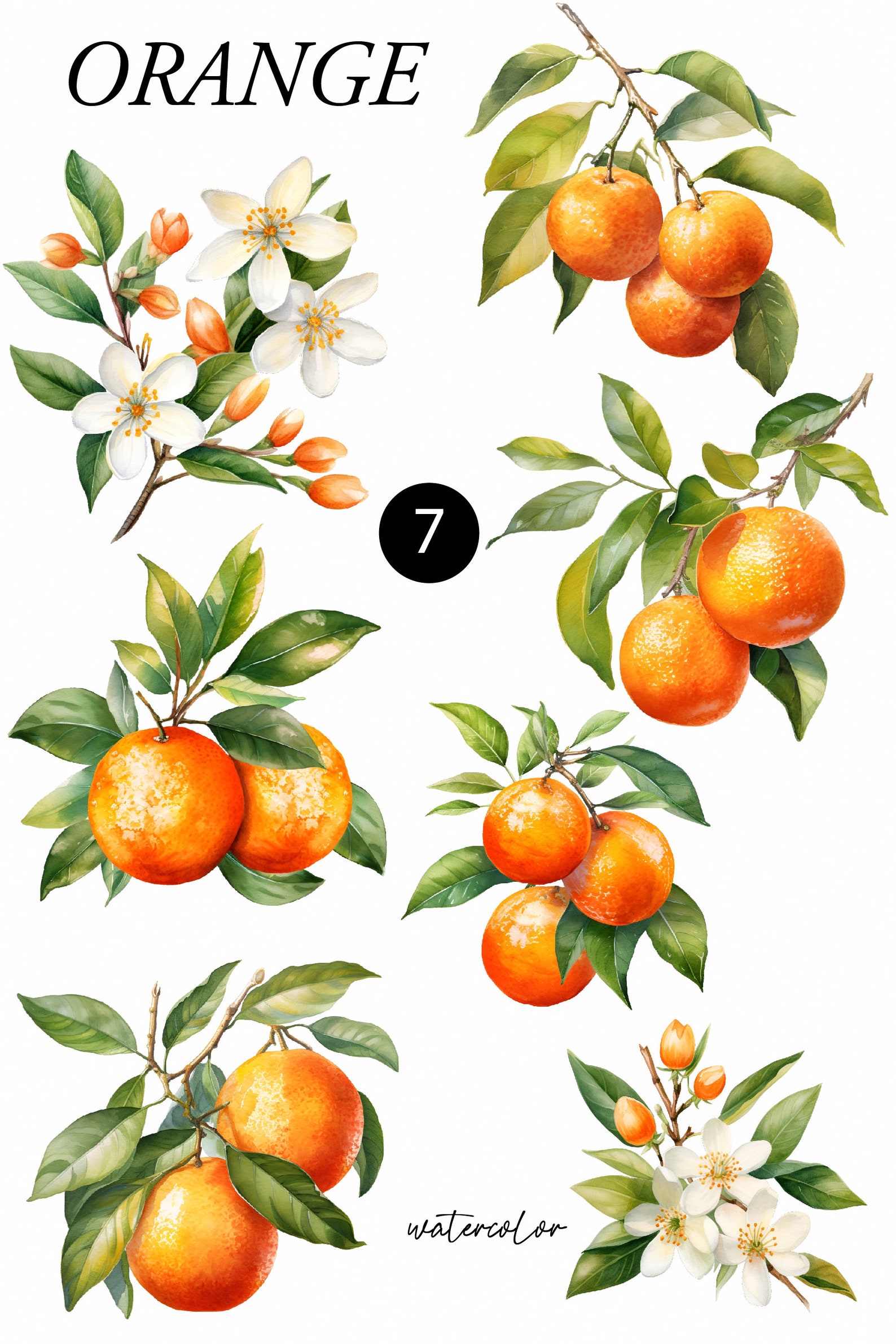 Watercolor Orange Clipart citrus Fruit Clip Art Flowers Oranges ...