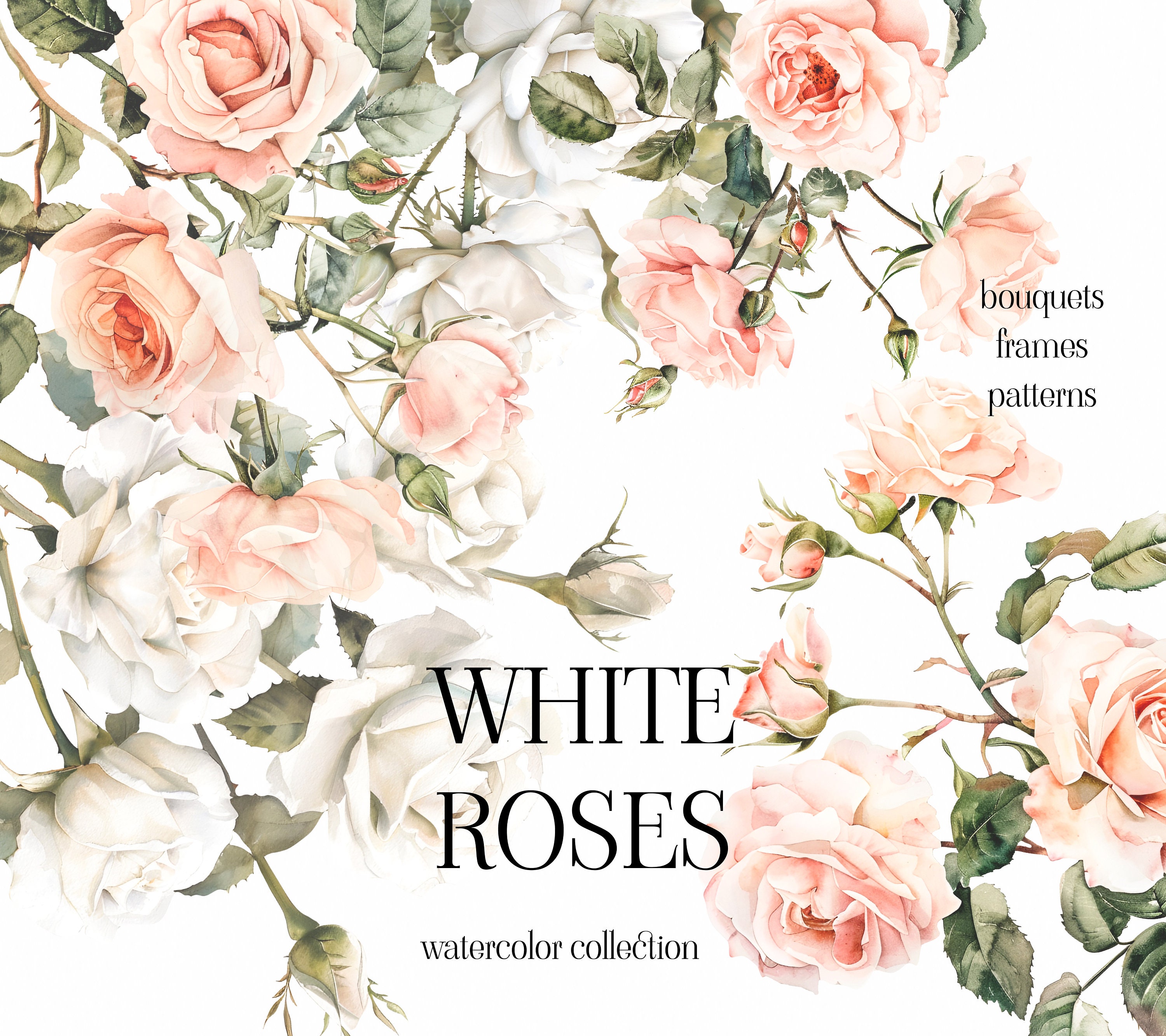 Watercolor White Roses Clipart Watercolor Floral Clipart White Rose ...