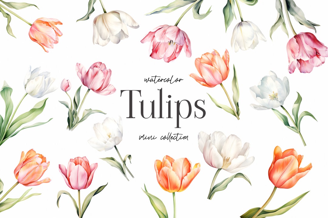 Watercolor Tulips Clipart - Watercolor Floral Clipart Png - Watercolor ...