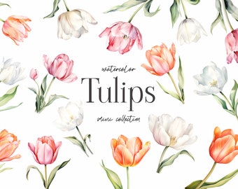 Watercolor Tulips Clipart - Watercolor Floral Clipart Png - Watercolor ...