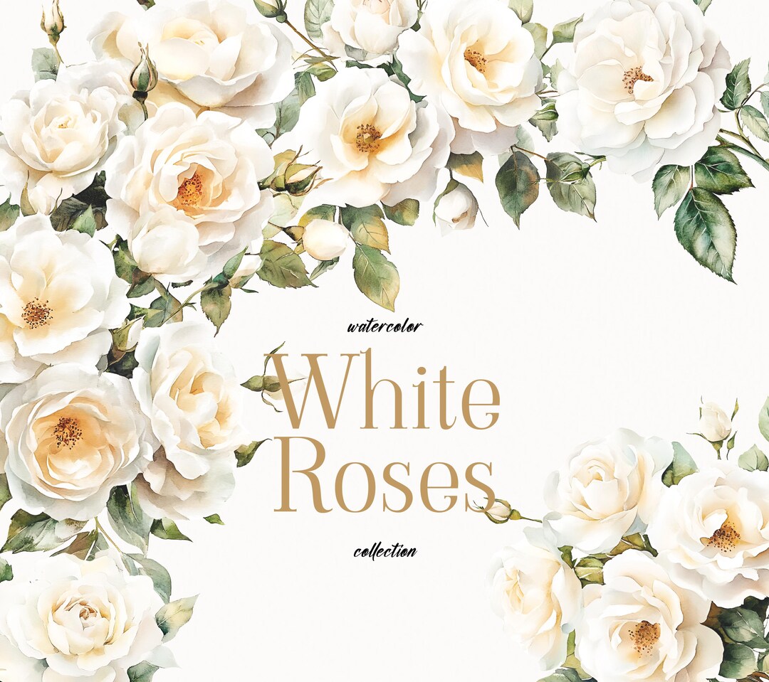 Watercolor White Roses Clipart - Watercolor Floral Clipart - White Rose ...