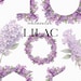 Watercolor Lilac Frame - Watercolor Lilac - Lilac Bouquets Wreath ...