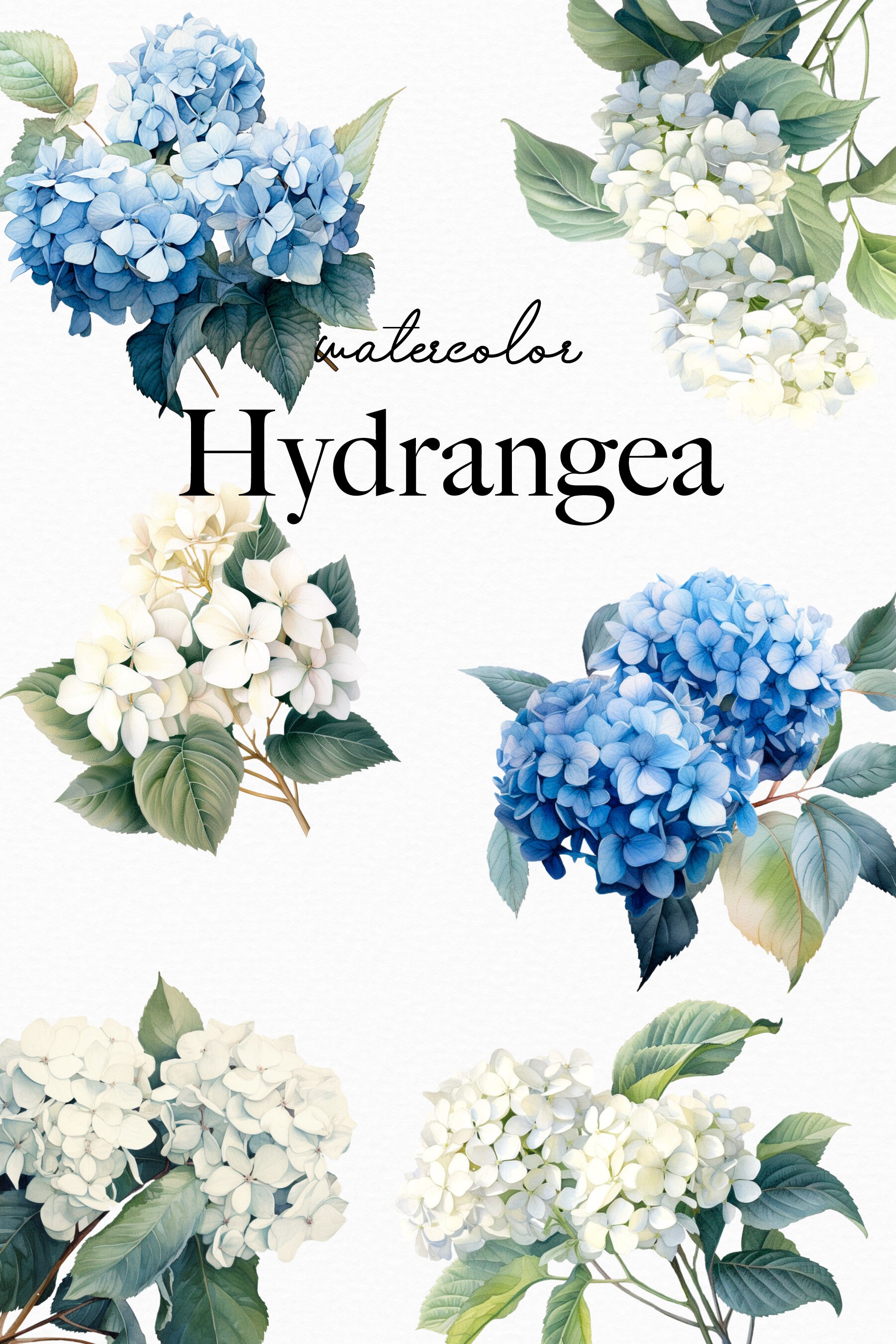 Hydrangea Watercolor Clipart, Blue Floral Hyndragea Png, Hydrangea ...