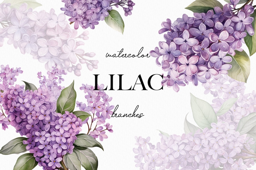 Watercolor Lilac Clipart - Watercolor Lilac - Lilac Bouquets - Lilac ...