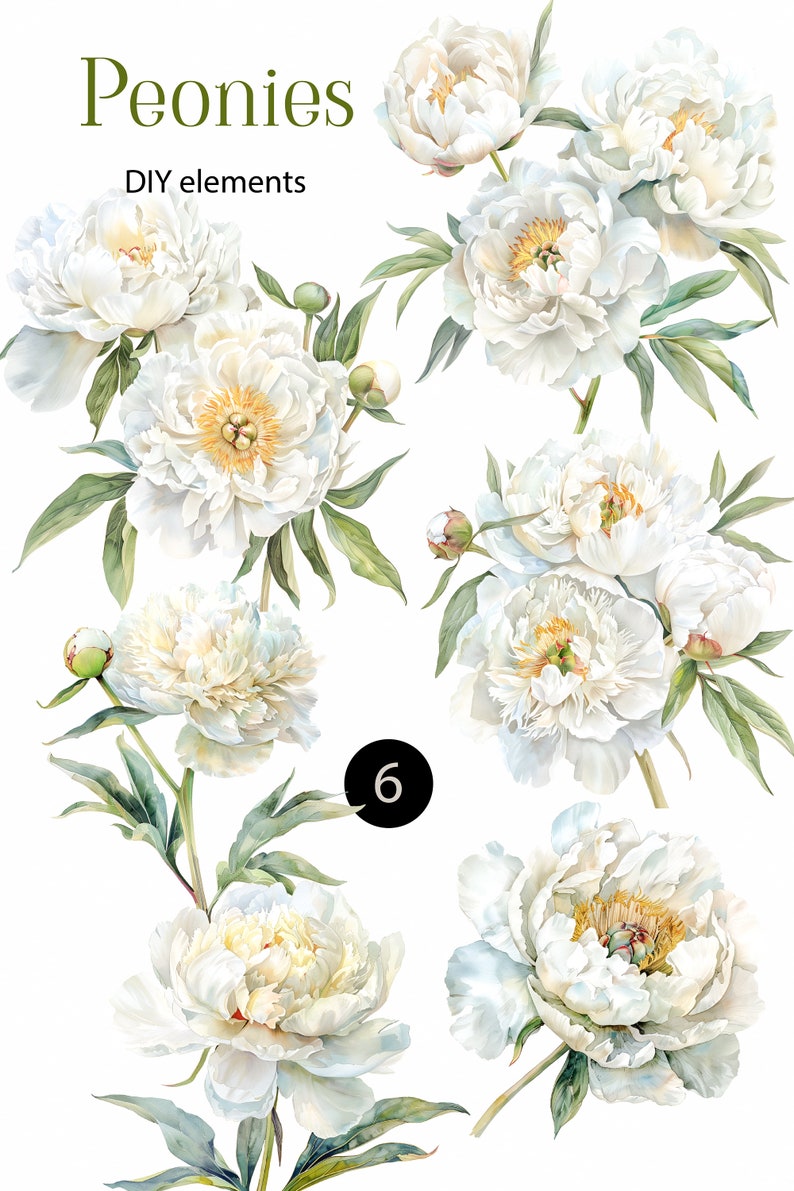 Watercolor Peonies Clipart Set: Frames & Seamless Pattern Watercolor ...