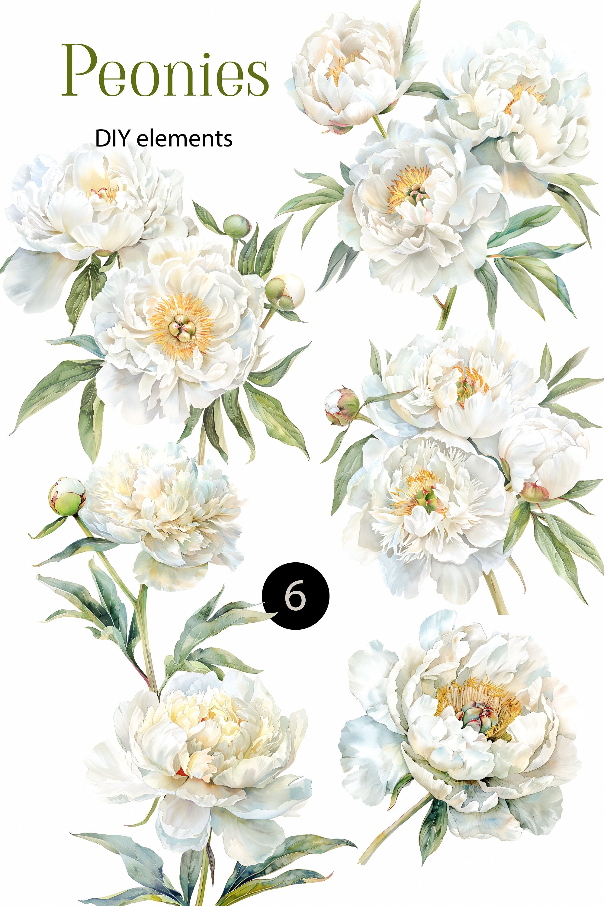 Watercolor Peonies Clipart Set: Frames & Seamless Pattern Watercolor ...