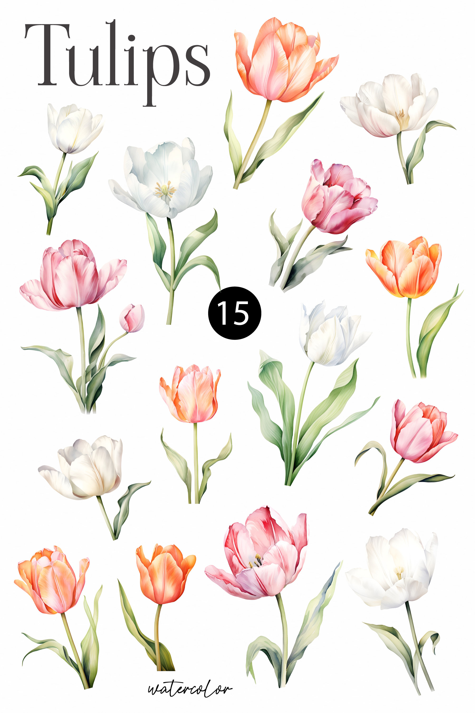 Watercolor Tulips Clipart Watercolor Floral Clipart Png Watercolor ...