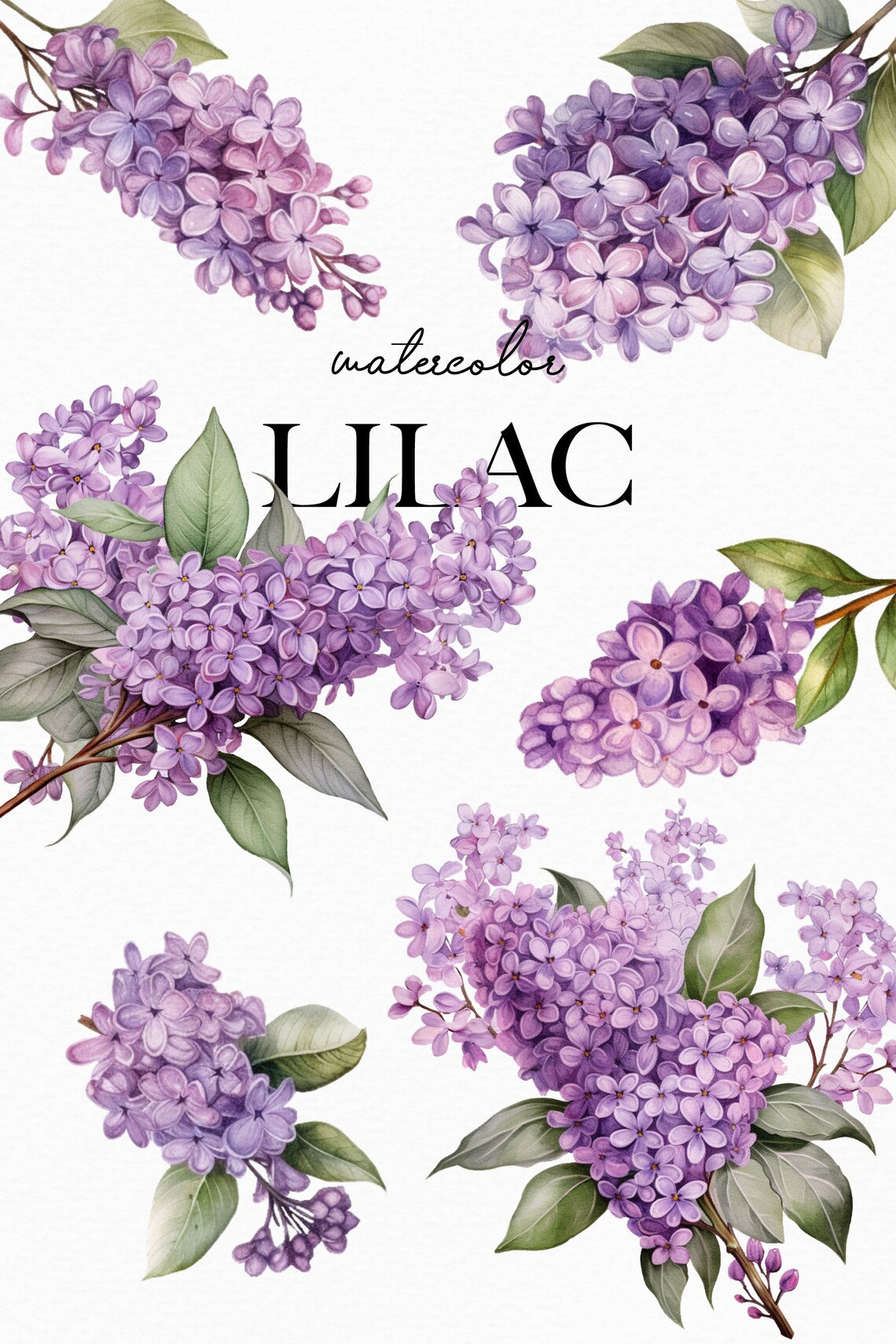 Watercolor Lilac Clipart - Watercolor Lilac - Lilac Bouquets - Lilac ...