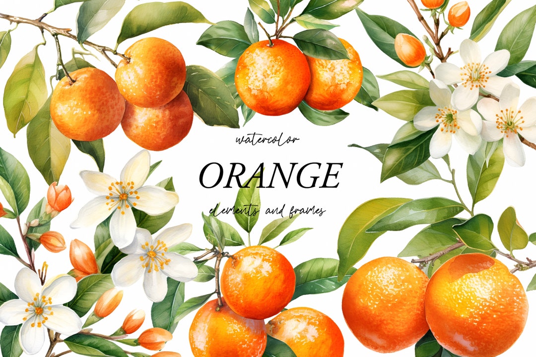 Watercolor Orange Clipart -citrus Fruit Clip Art - Flowers Oranges ...