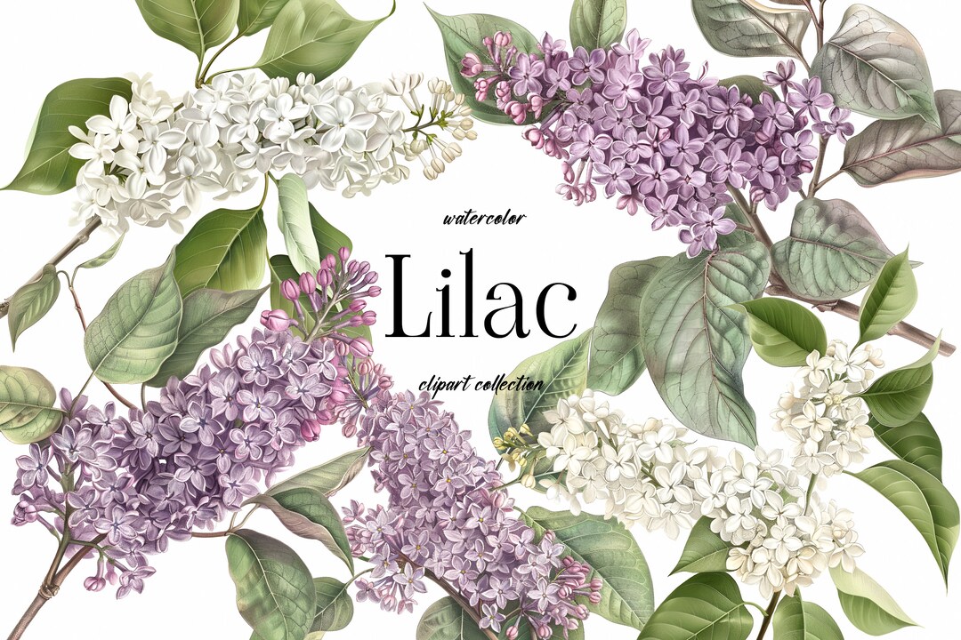Watercolor Lilac Clipart - Watercolor Lilac - Lilac Bouquets - Lilac ...