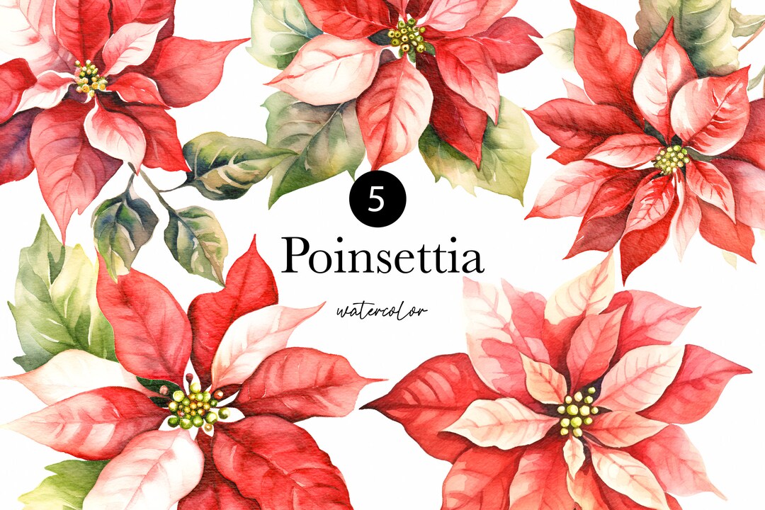 Christmas Watercolor Clipart: Stunning Poinsettia Flowers for DIY ...
