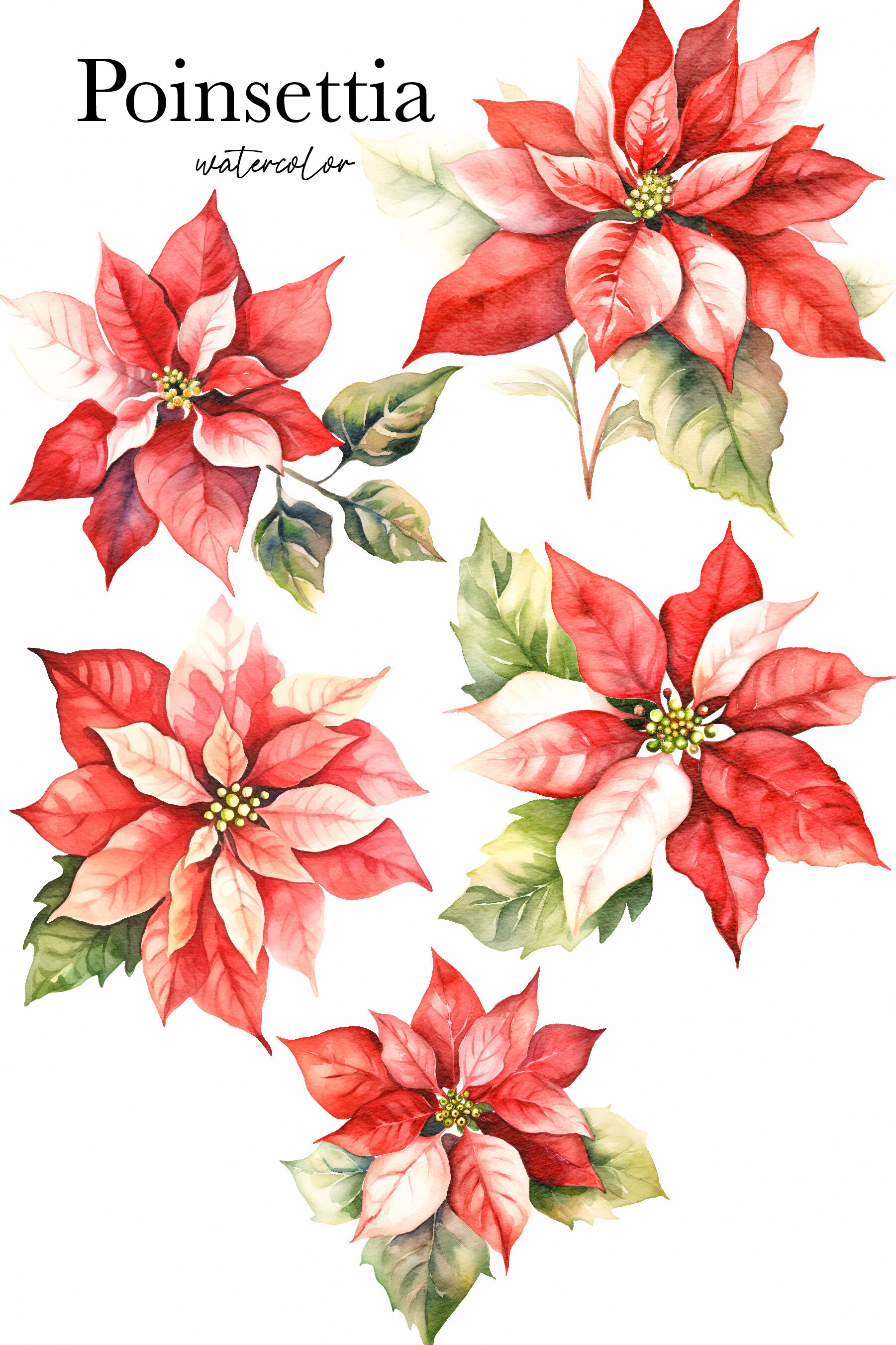 Christmas Watercolor Clipart: Stunning Poinsettia Flowers for DIY ...