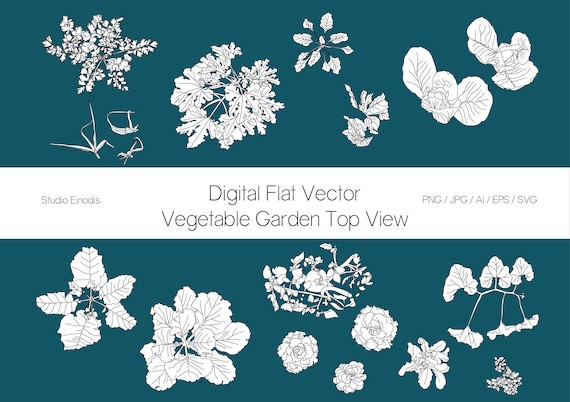 Vegetable Garden Vector