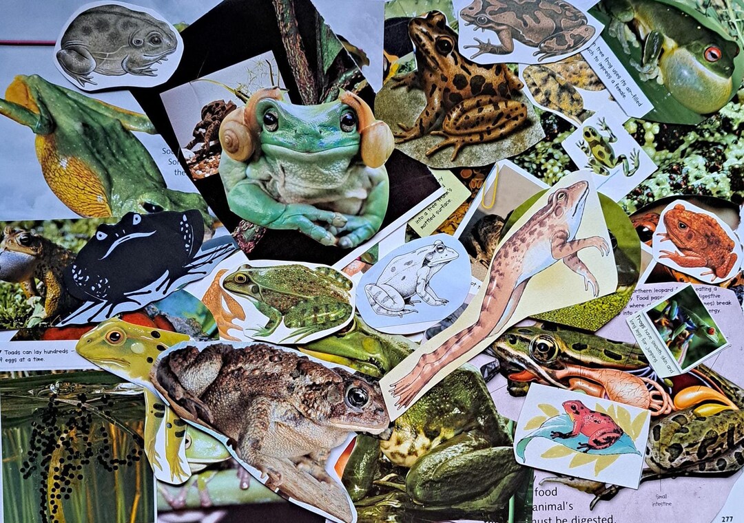Frogs and Toads Ephemera, 40 Piece Paper Pack for Scrapbook, Journal ...
