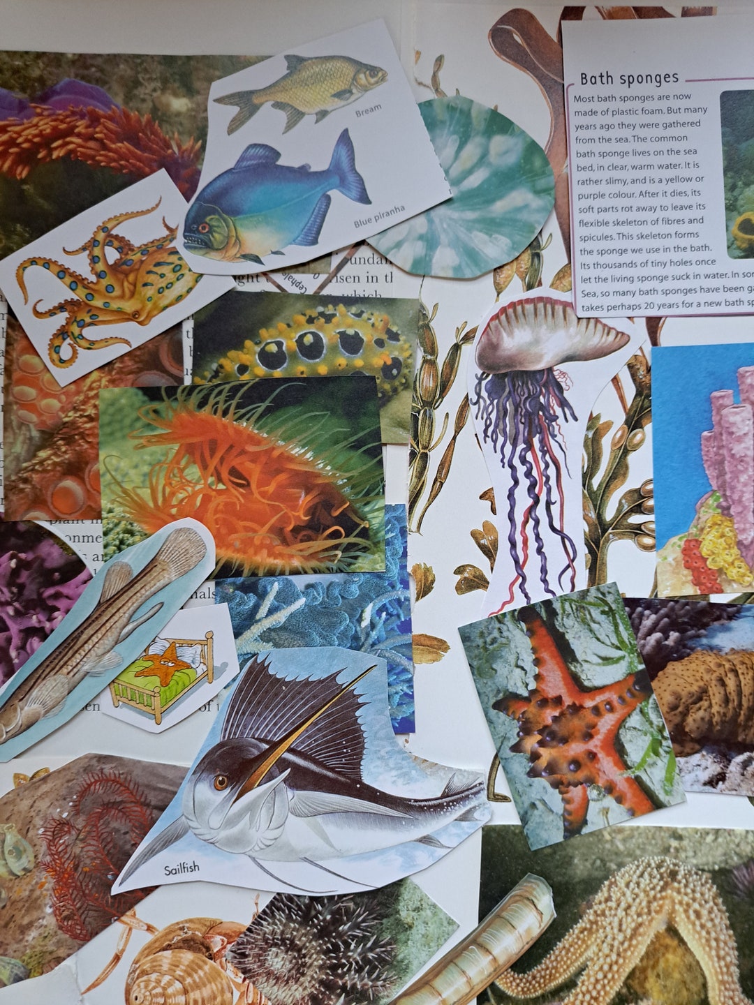 Ocean Sea Creatures Ephemera Paper Pack Marine Life Fussy Cuts ...