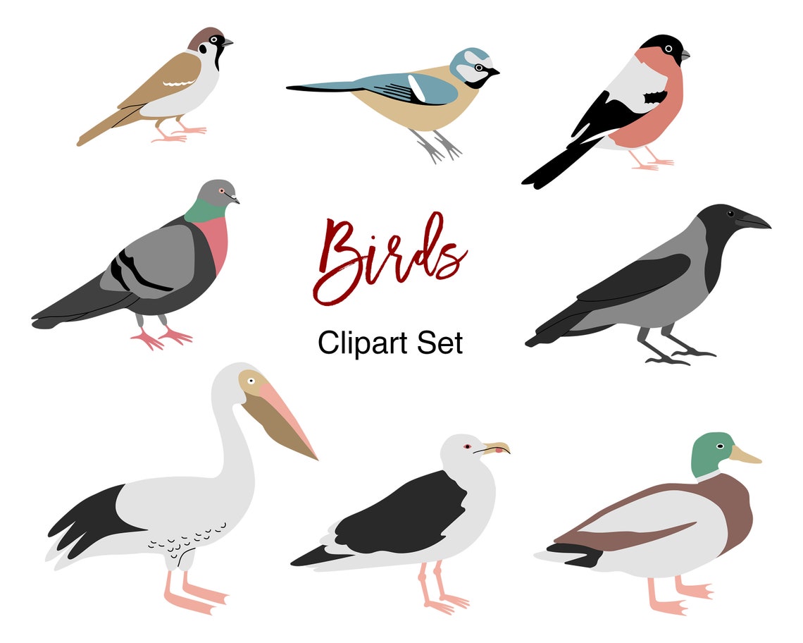 Bird Clipart Set: Hand-drawn Bird Illustrations (PNG, SVG, EPS) - Etsy