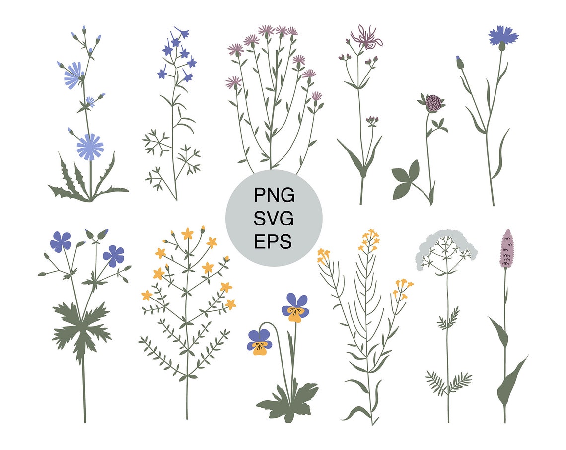 Wildflower PNG, EPS, SVG Files, Flower Clipart, Wild Flower Svg ...