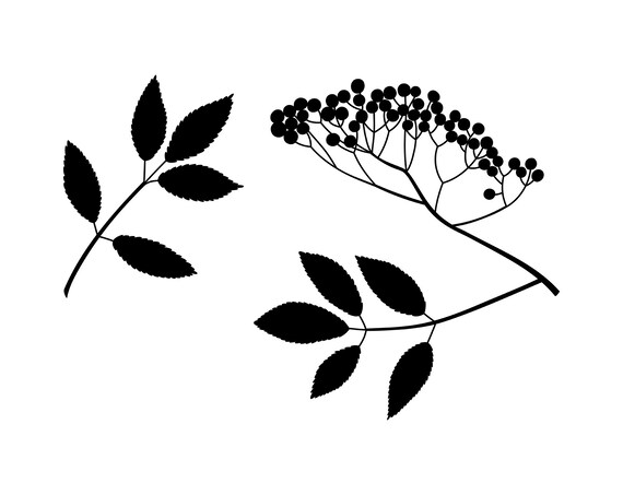 Rowan Svg Files Tree Branch Svg Cut File Rowan Tree Art - Etsy