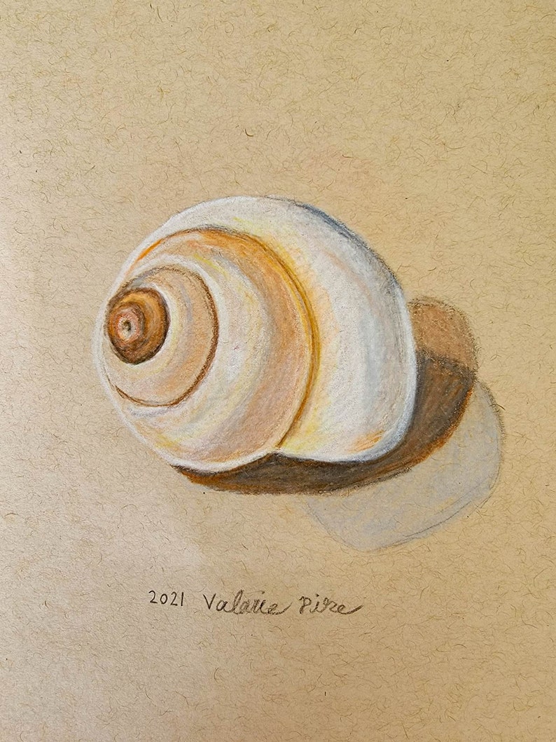 Shell 2 Illustration Original Drawing - Etsy