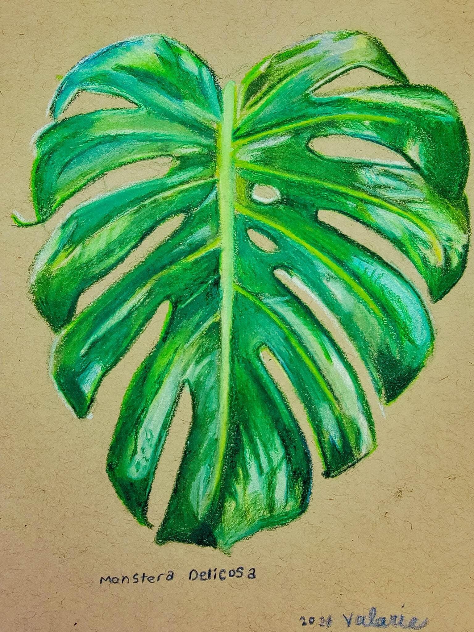 Monstera Leaf Original Drawing - Etsy