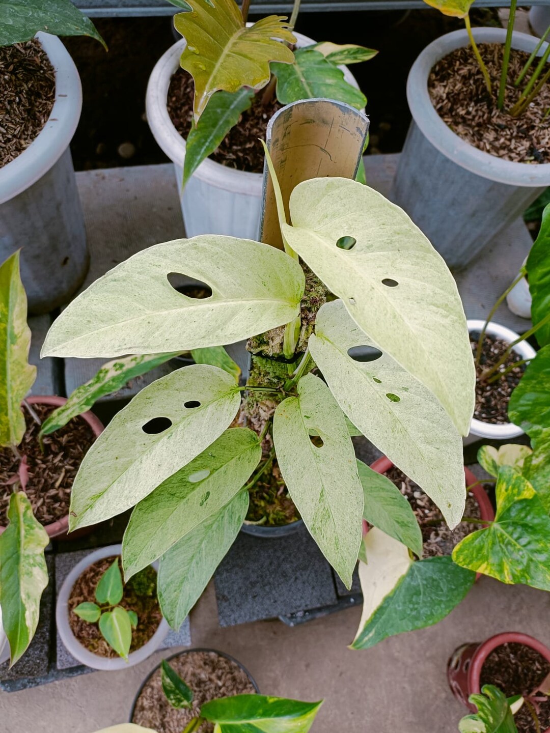 Monstera Adansonii Laniata Mint Variegated Aroid Variegated Free ...