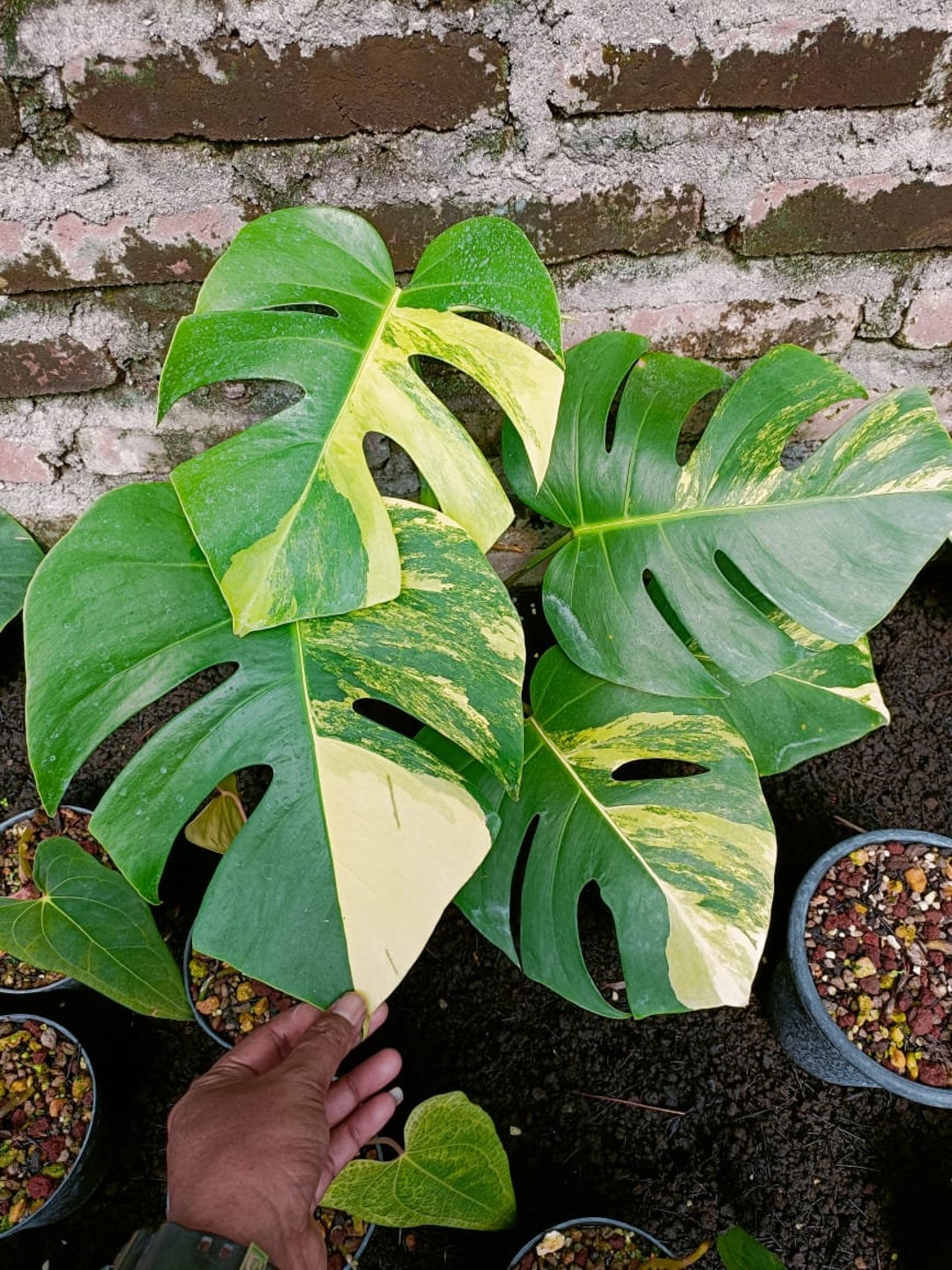 Monstera Aurea Marmorata/yellow Variegated Aroid Variegated - Etsy