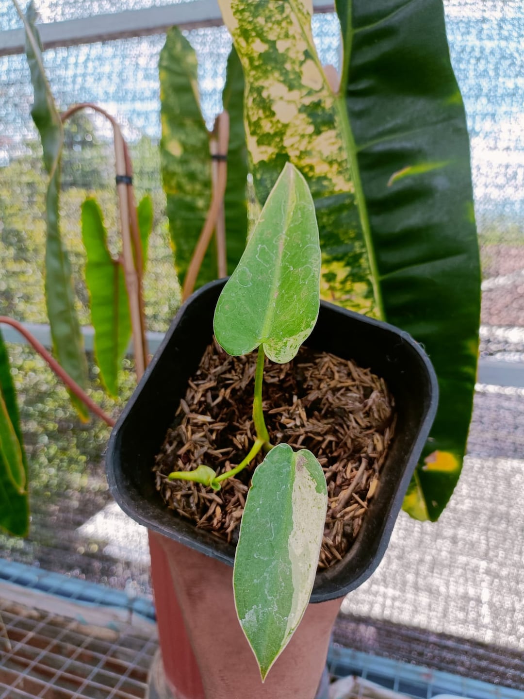 Philodendron Ilsemanii Variegated Aroid Variegated Plant - Etsy