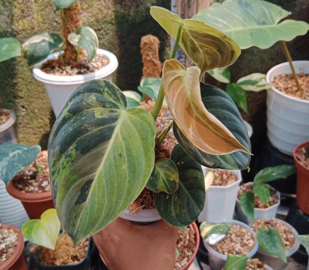 Philodendron Melanochrysum Variegated Aroid Variegated Plant Gift Free ...