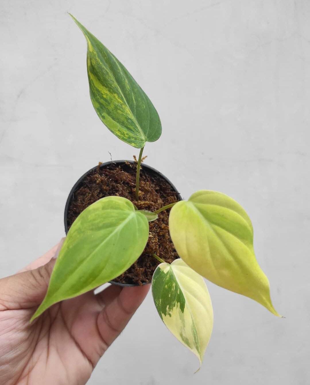 Philodendron Micans Variegated Aroid Variegated Plant Gift - Etsy