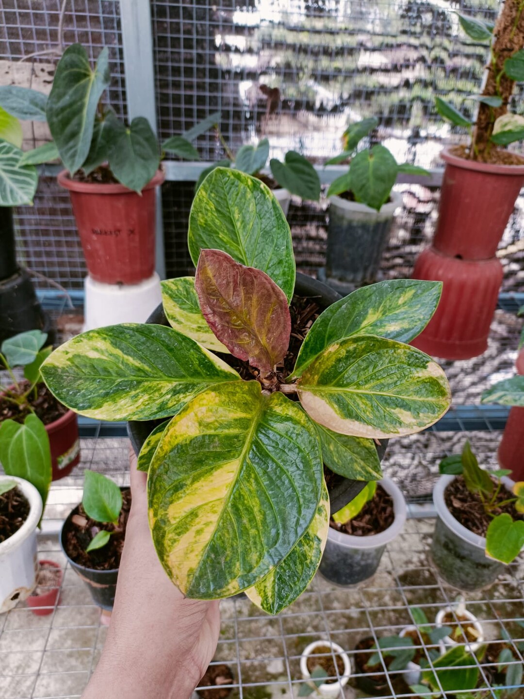 Anthurium Andraeanum / Jenmanii Variegated Aroid Variegated - Etsy