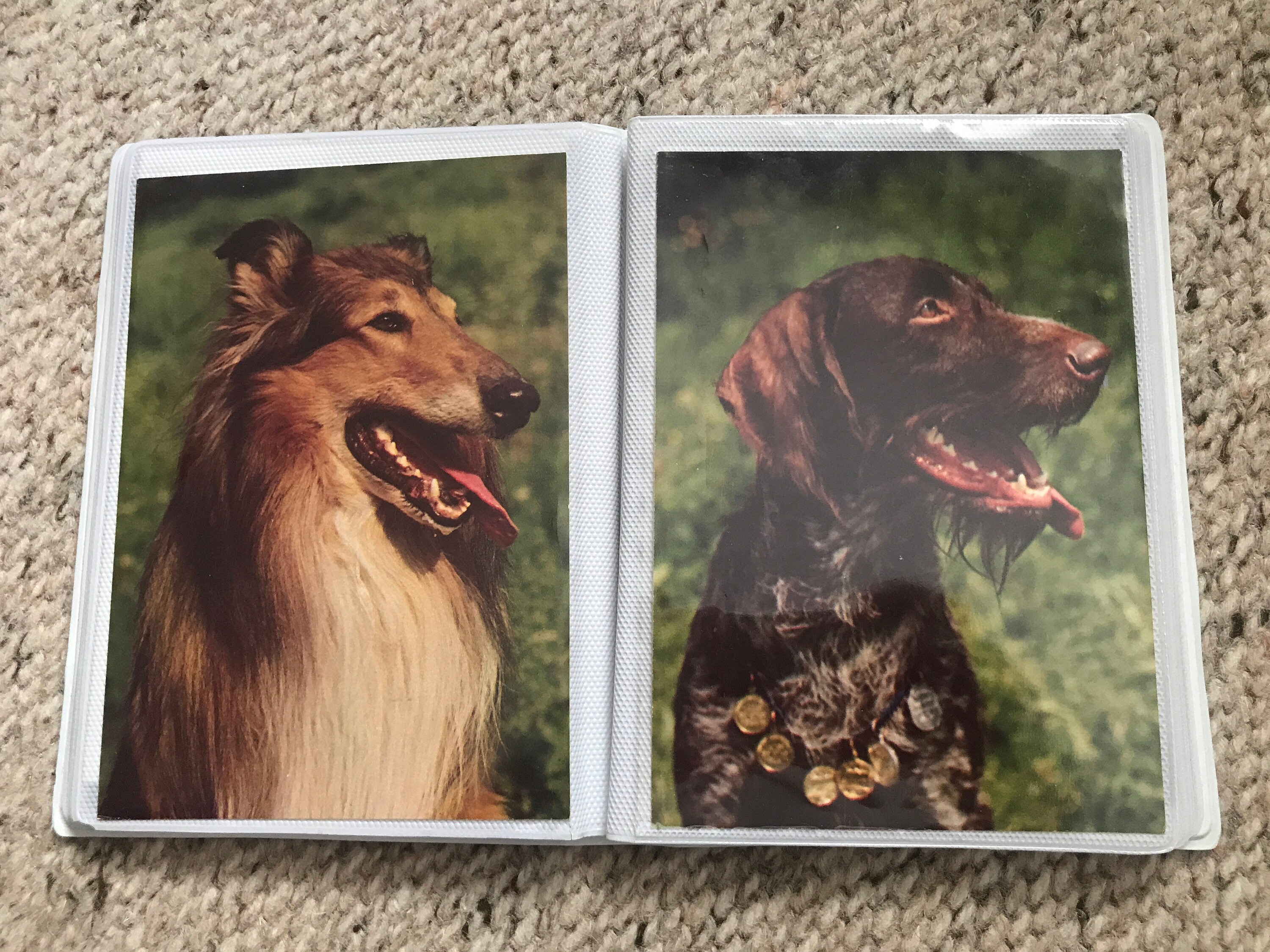 24 Vintage Dog Postcards in a Lovely Photo Album. Collectible Dog Cards ...