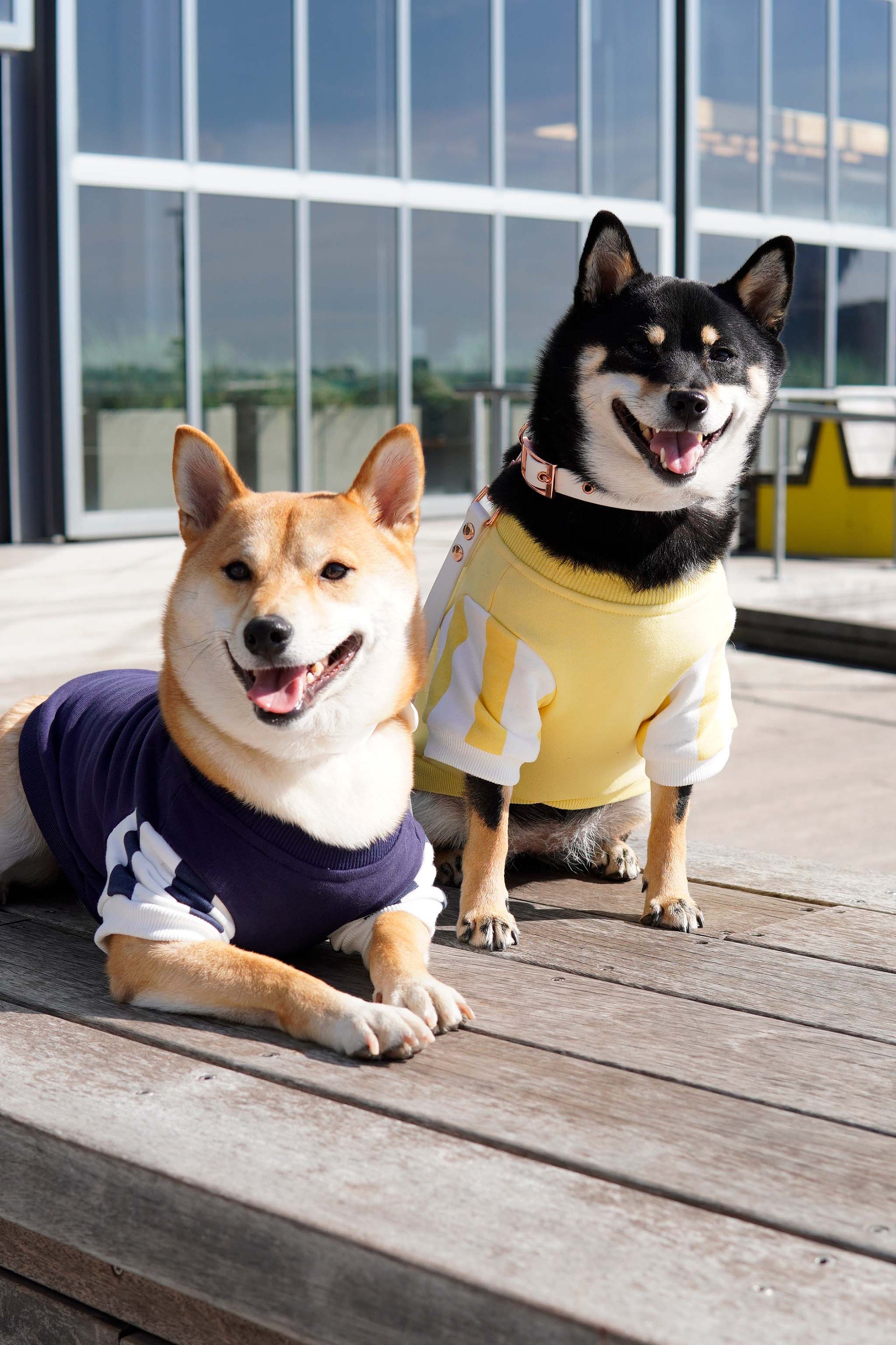 Roaming Matching Dog and Human Sweatshirt | Matching Dog and Owner ...