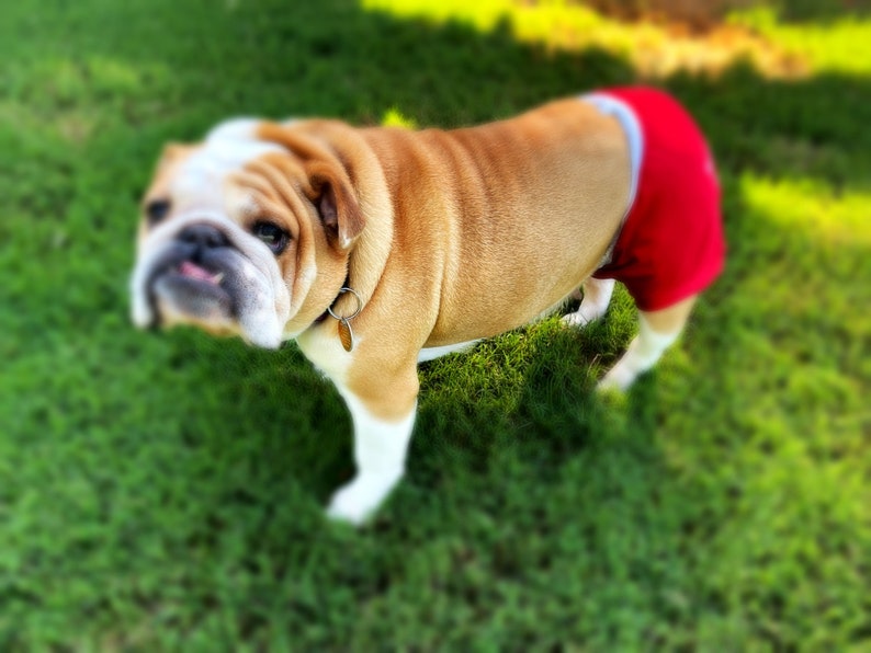 Customizable Solid Bulldog Diaper: Size Medium - Etsy