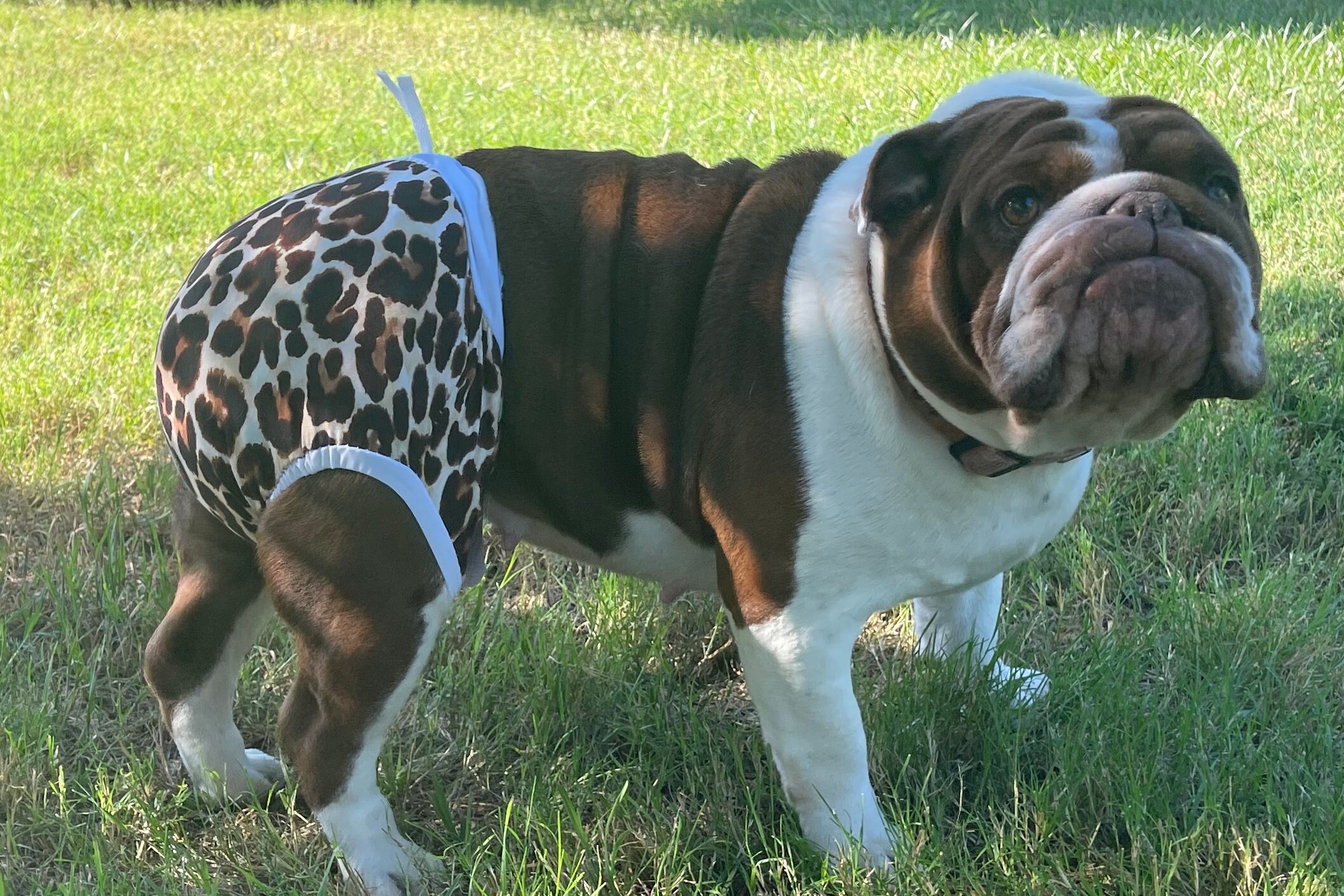 Diaper Rash Cream English Bulldog at Jackson Mcpherson blog
