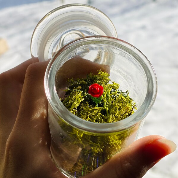 Rose Terrarium - Etsy