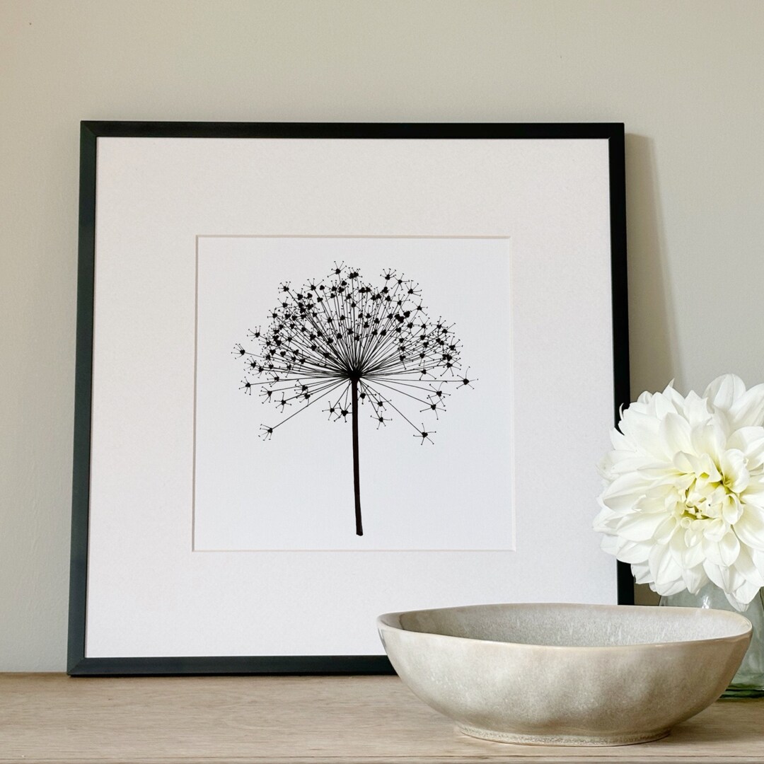 Seed Head Print - Allium Flower Wall Art, Botanical Print, Fine Line ...