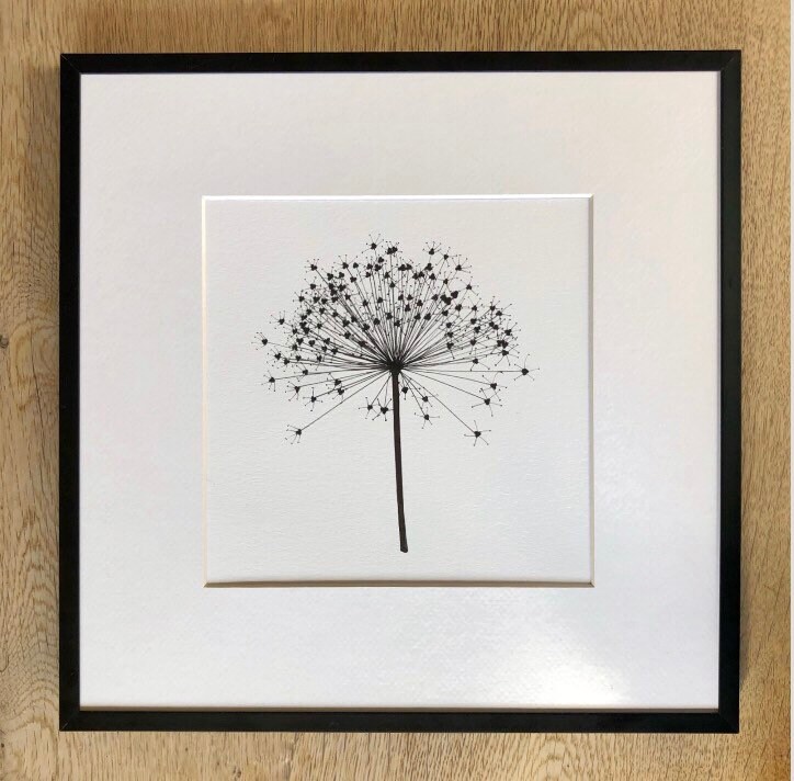 Seed Head Print - Allium Flower Wall Art, Botanical Print, Fine Line ...