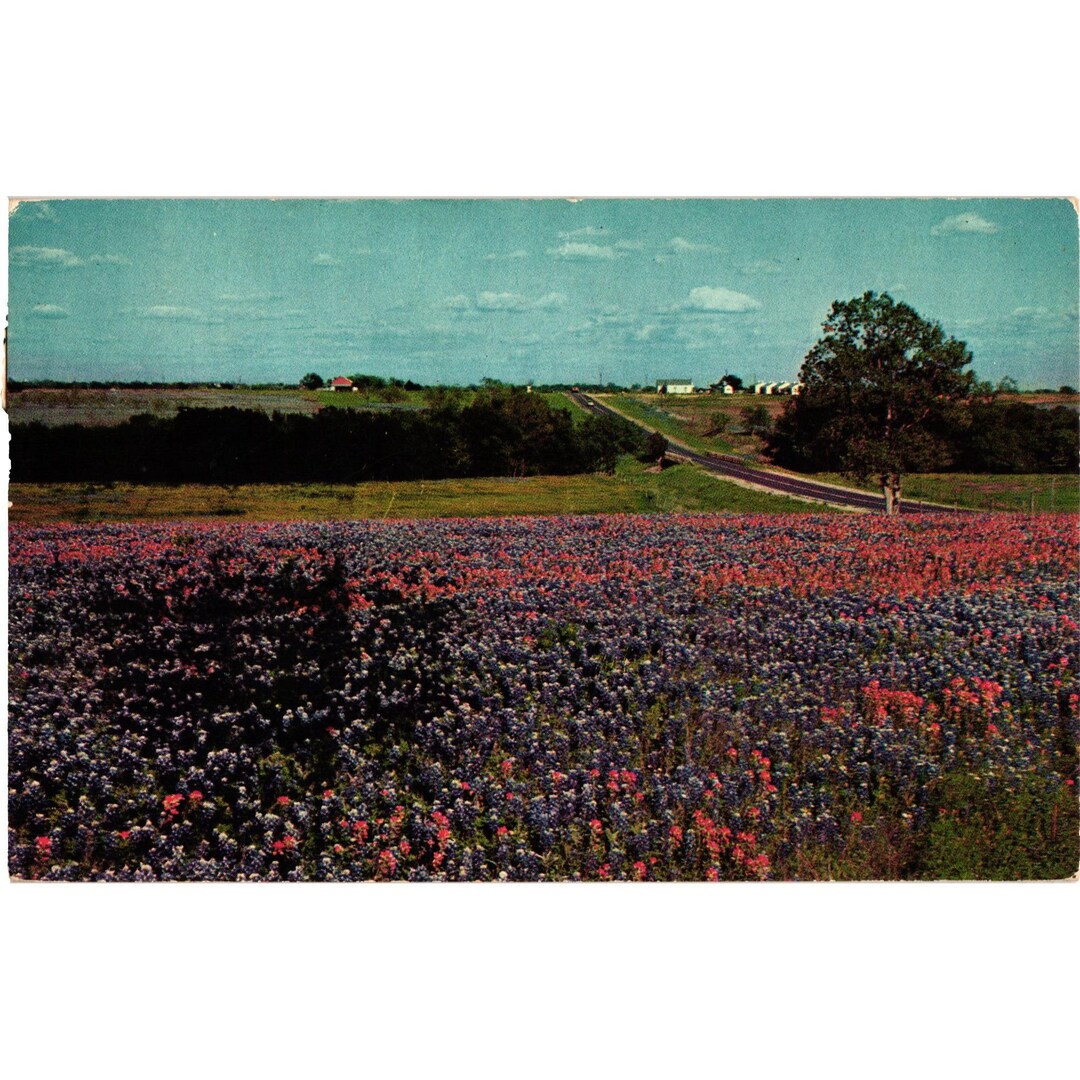Texas Wildflowers Bluebonnets & Indian Blanket 1955 Photochrome ...