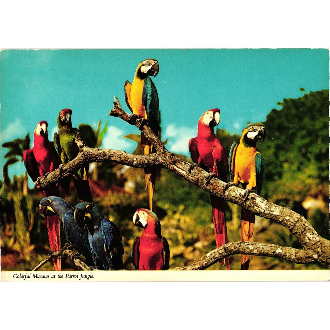 Colorful Macaws at Miami Parrot Jungle Postcard Vintage Florida ...